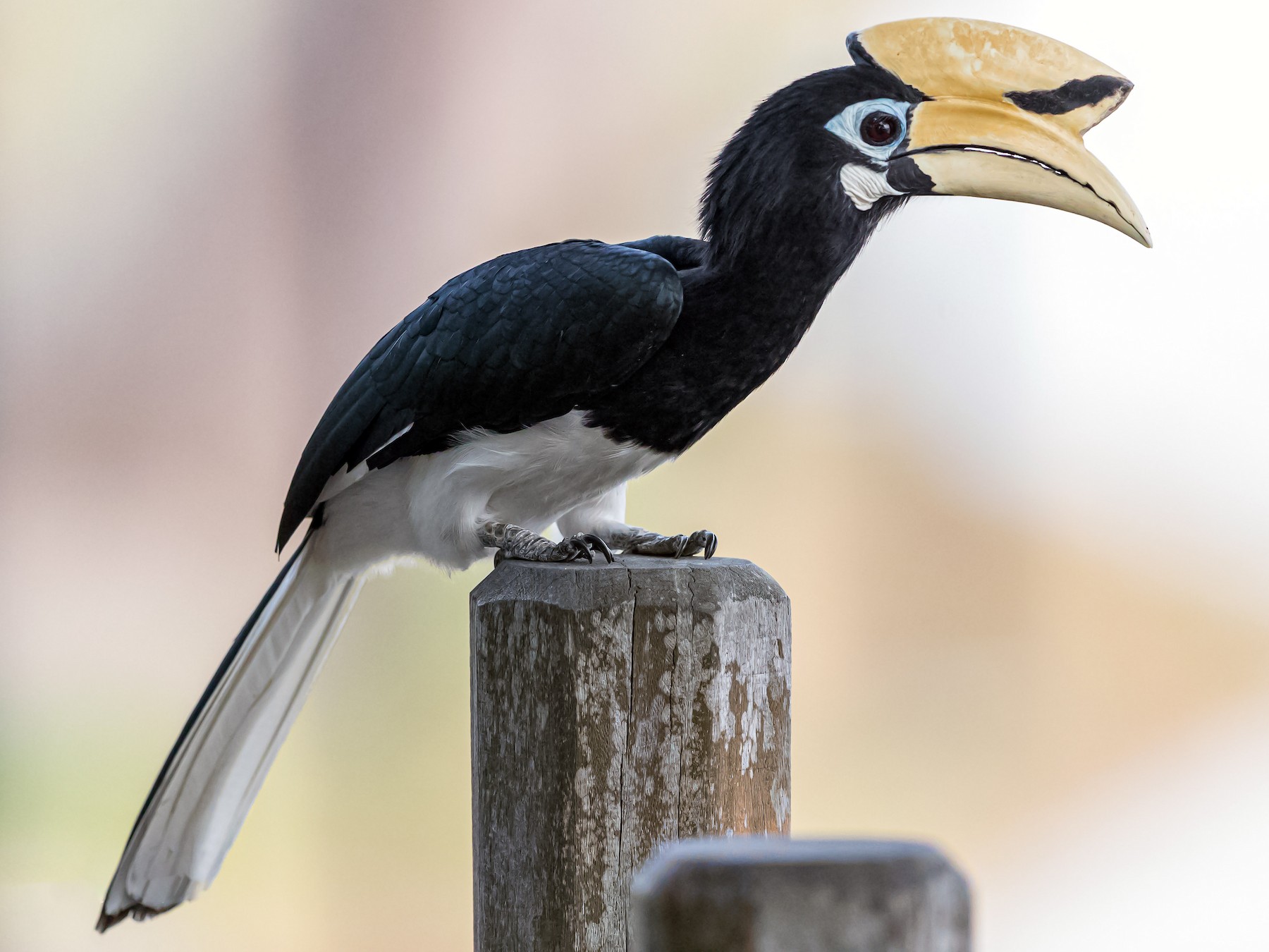 Save Hornbills, Save Tropical Forests